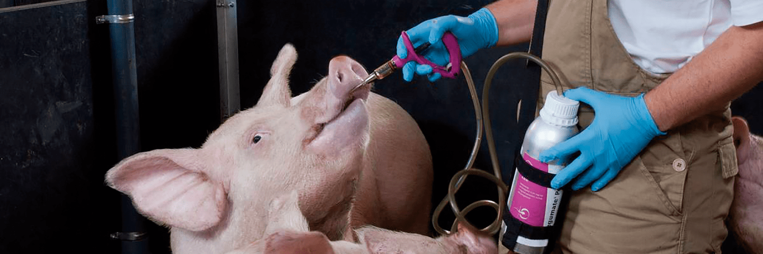 Las claves para un uso correcto del PG 600® – ReproPig