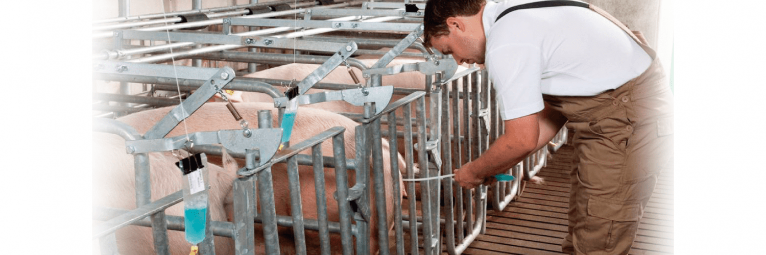 Las claves para un uso correcto del PG 600® – ReproPig