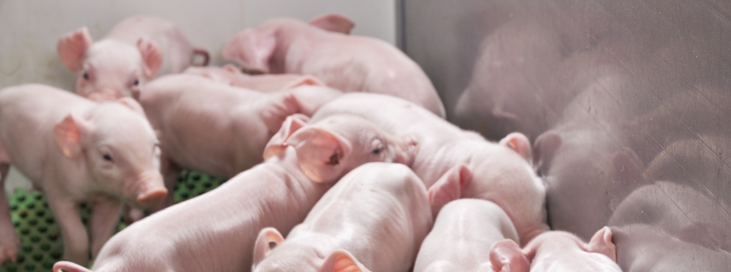 Examen ecográfico transabdominal de cerdas para la mejora de la ...